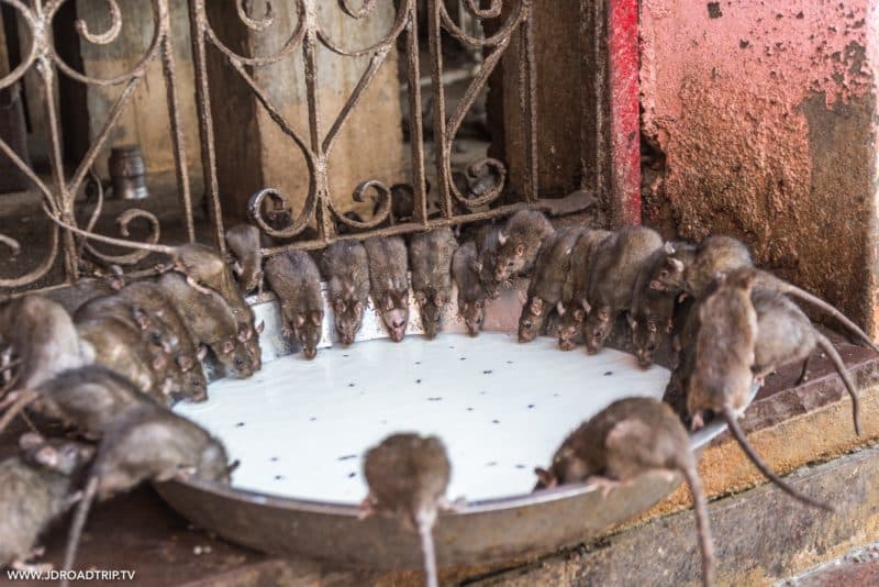 Rajasthan, Inde du Nord : Visiter Bikaner en 2 jours - JDroadtrip.tv