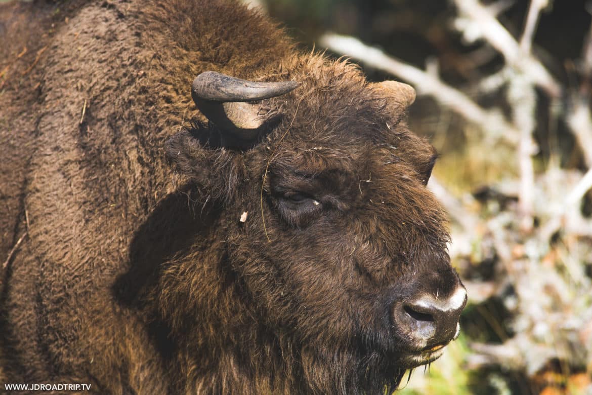 Visiter la réserve des bisons d'Europe en Lozère