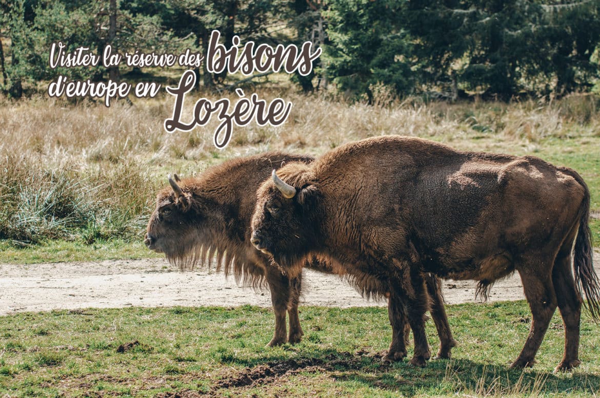 Visiter la réserve des bisons d'Europe en Lozère